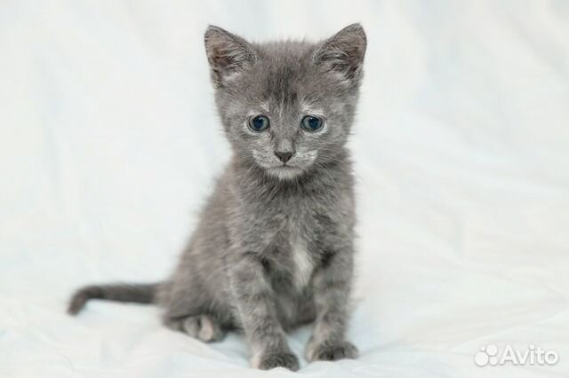 Деловая колбаса Дыма