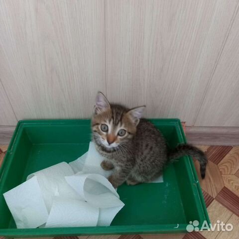 Шотландский котик в дар