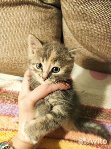 Котенок девочка в добрые руки