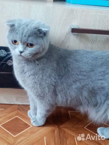 Британцы котята