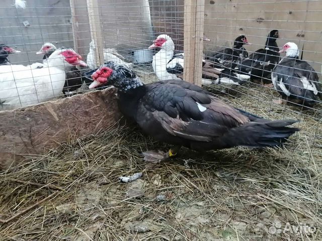 Утята мускусной утки (мулард)
