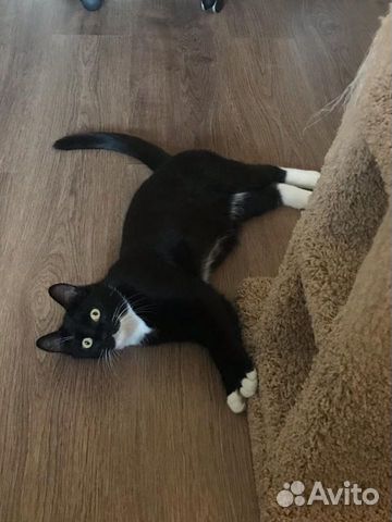 Котенок Марсель