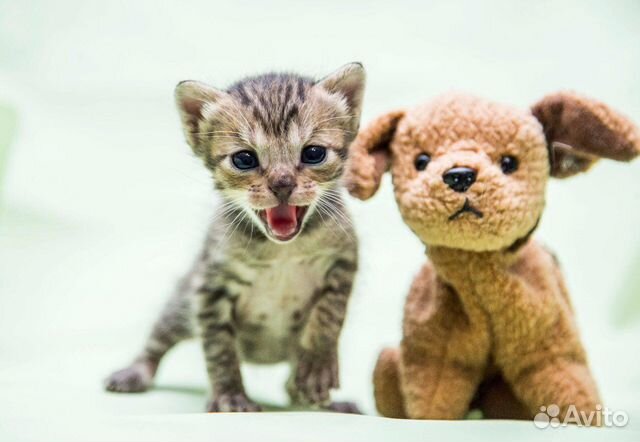 Киска 1 месяц