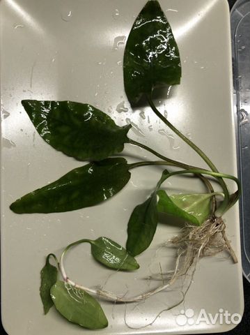 Аквариумные растения