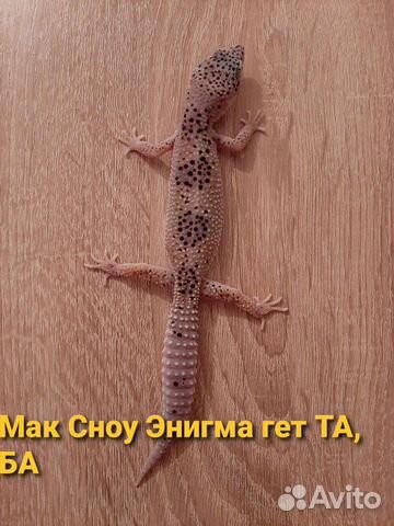 Эублефар самка