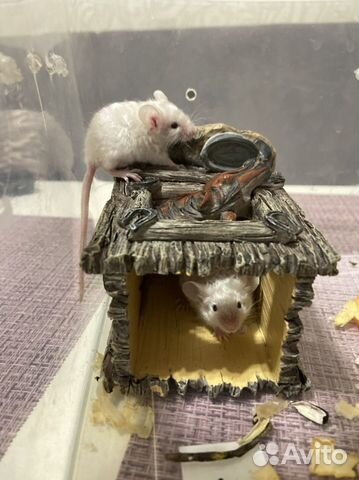 Сатиновые мышки в дар