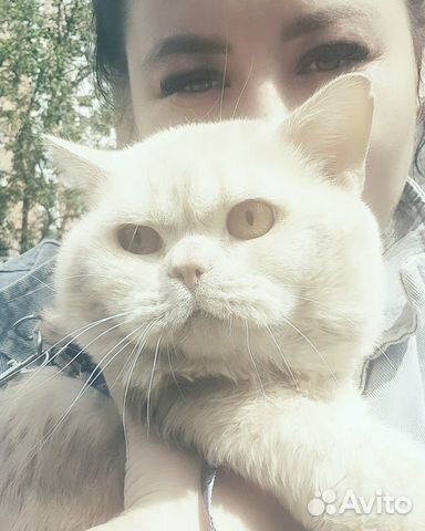 Кошка