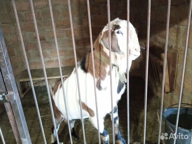 Нубийский козел