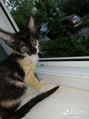 Котенок донской сфинкс