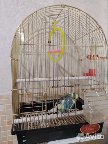 Попугай Гоша