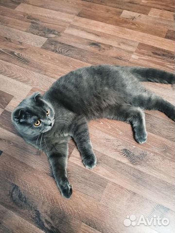 Шотландский вислоухий кот