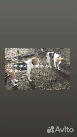 Щенки рпг