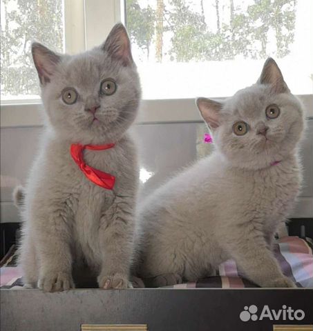 Котята