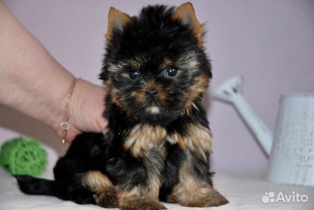 Йоркширский терьер щенкиЭксклюзив микро мальчик