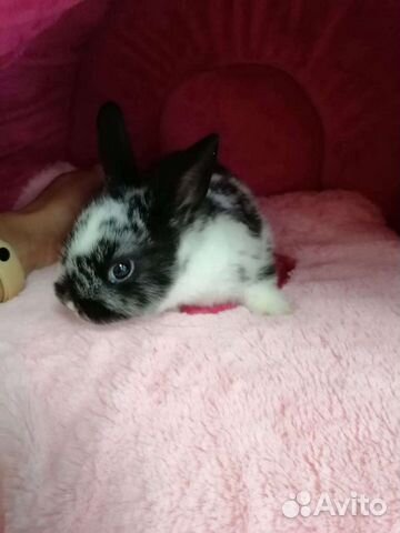 Крольчата декорашки