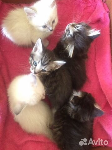Котята в добрые руки