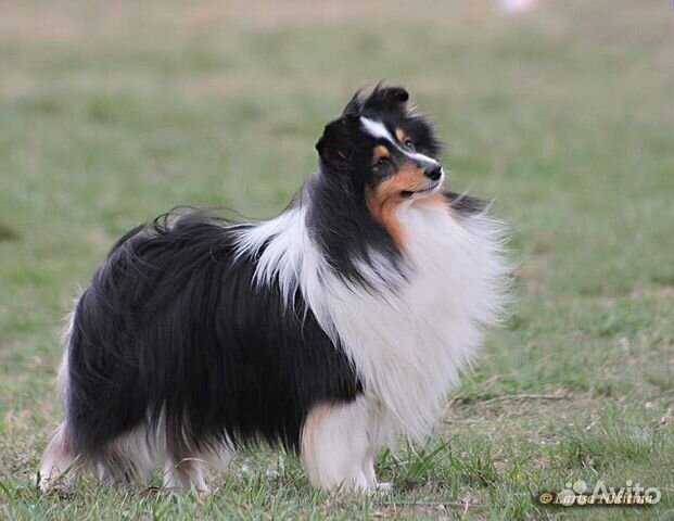 Мальчик шелти- 2 года