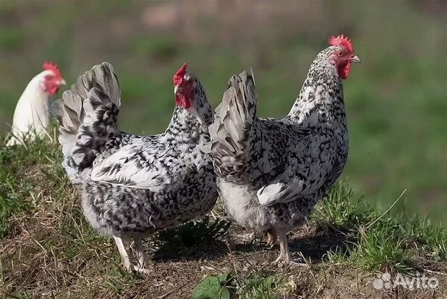 Цыплята пушкинские