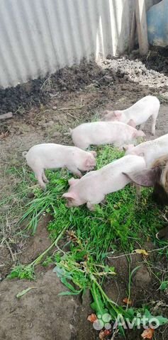 Поросенок ландрас