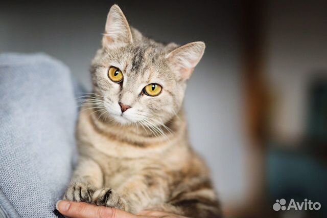 Нежная молодая кошечка