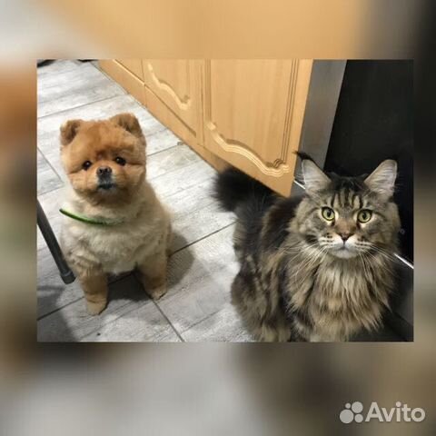 Померанский шпиц случка