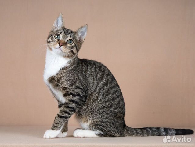 Котёнок девочка Бетси 5 месяцев