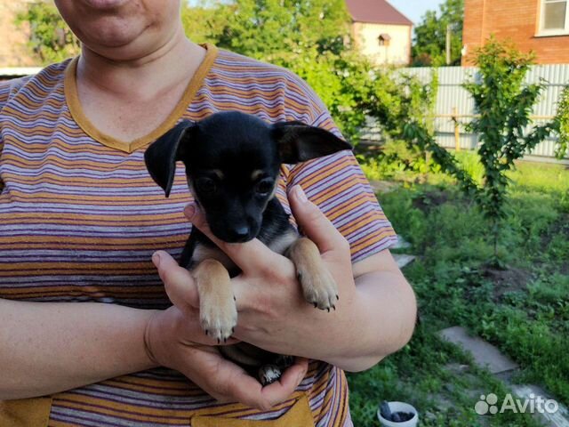 Продам щенка той терьера сучка 2месяца в туалет хо