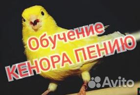 Канарейка обучение пению