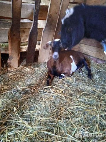 Нубийские козы