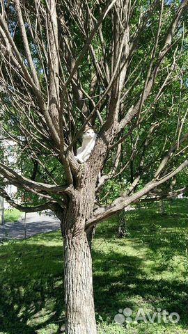 Котенок добрые руки