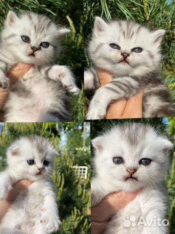 Пушистые мурлыки