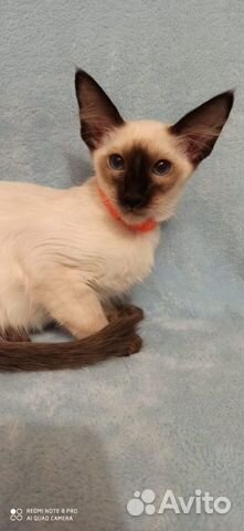 Балинезийская, Балинез