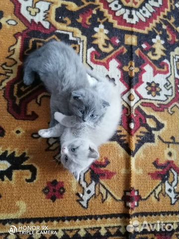 Британские котята