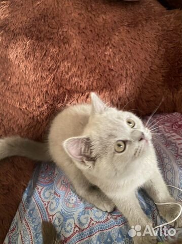 Шотландские котята