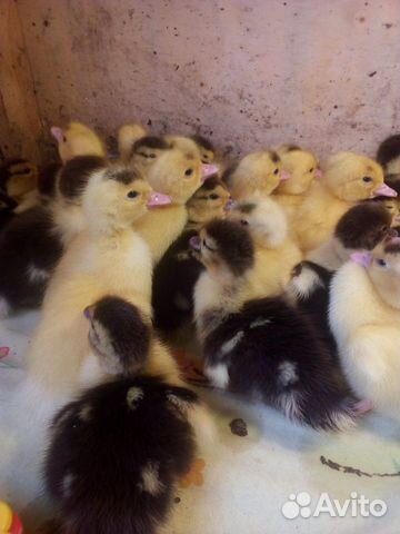 Индоутенок, мускусный утенок