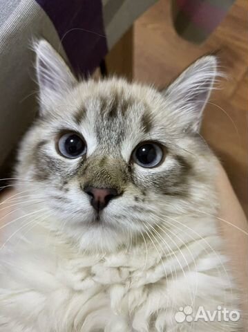 Вязка кошка сибирская