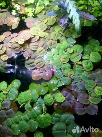 Филлантус и Азолла