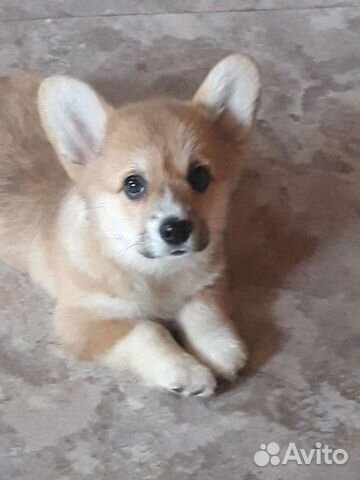 Вельш-корги пемброк