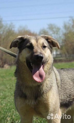 Отдаем щенка девочку в добрые руки