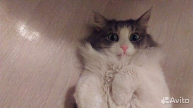 Кошечка Сима