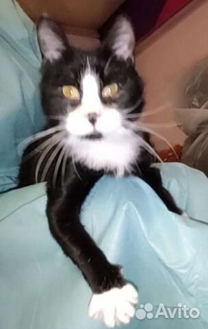 Добрейший ангельский котик