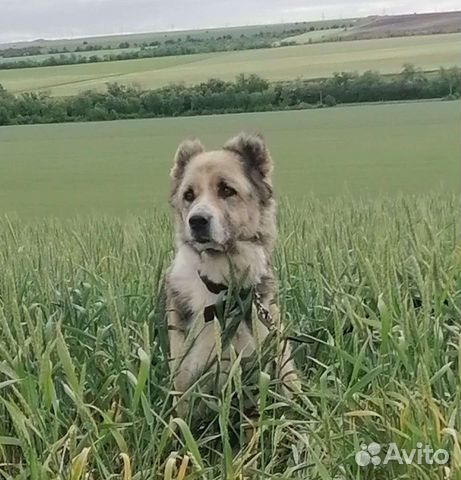 Алабай в добрые руки