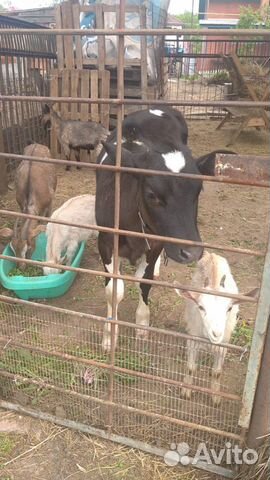 Продам тёлочку 4 месяца