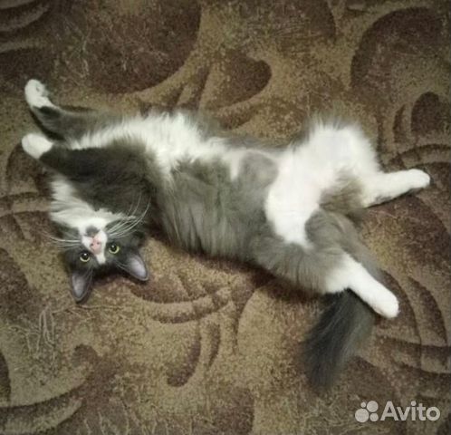 Кошечка Нафаня