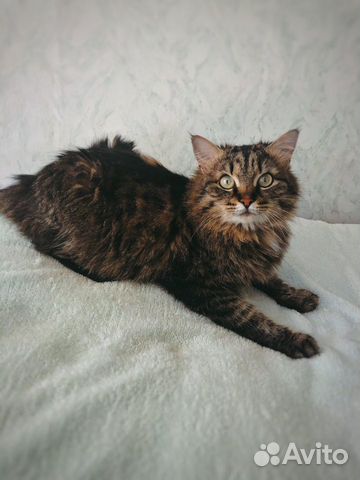 Кошка в добрые руки