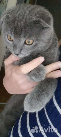 Шотландский вислоухий котенок