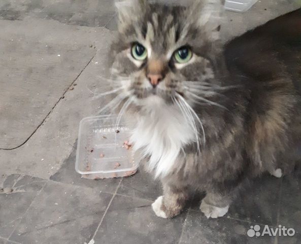 Стерильная молодая кошка в дар