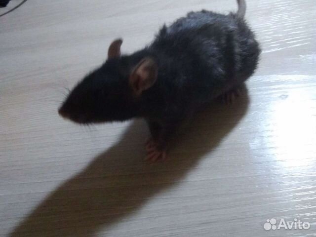 Крыса чёрная