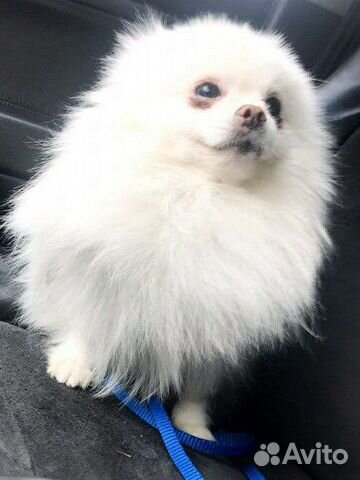 Шпиц в добрые руки