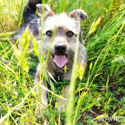 Собака в добрые руки